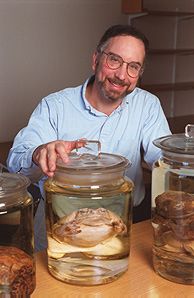 James Hanken Is Frog Man of the Bio Labs | Department of Organismic and ...