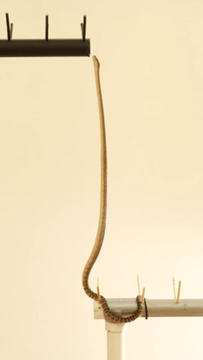 How Snakes Stand Tall Without Legs — or Falling Over! | Department of ...